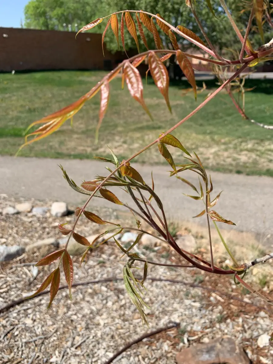 Pistache Tree | Albuquerque Academy