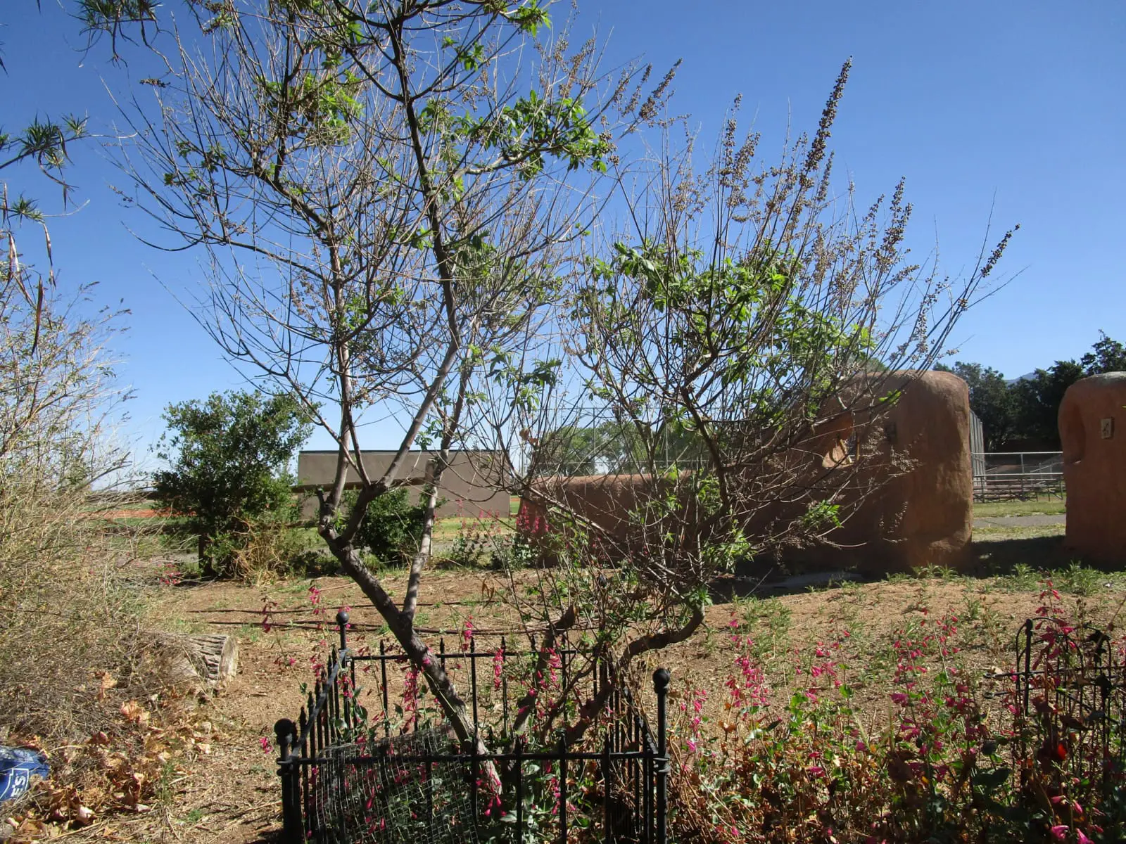 Chaste Tree | Albuquerque Academy