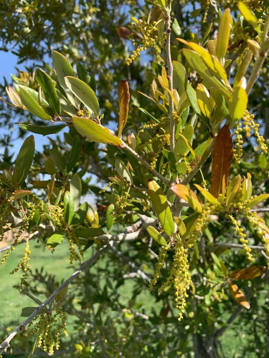 Arizona Black Walnut | Albuquerque Academy