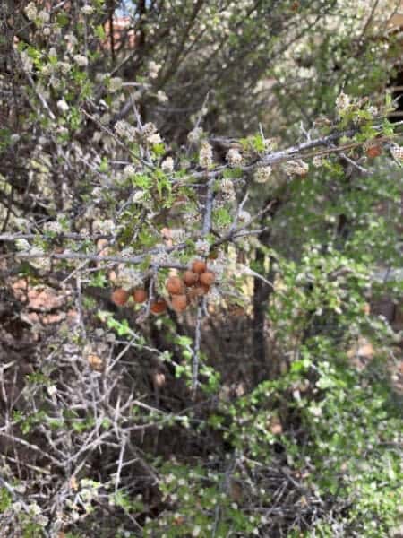 Little Leaf Sumac - Albuquerque Academy